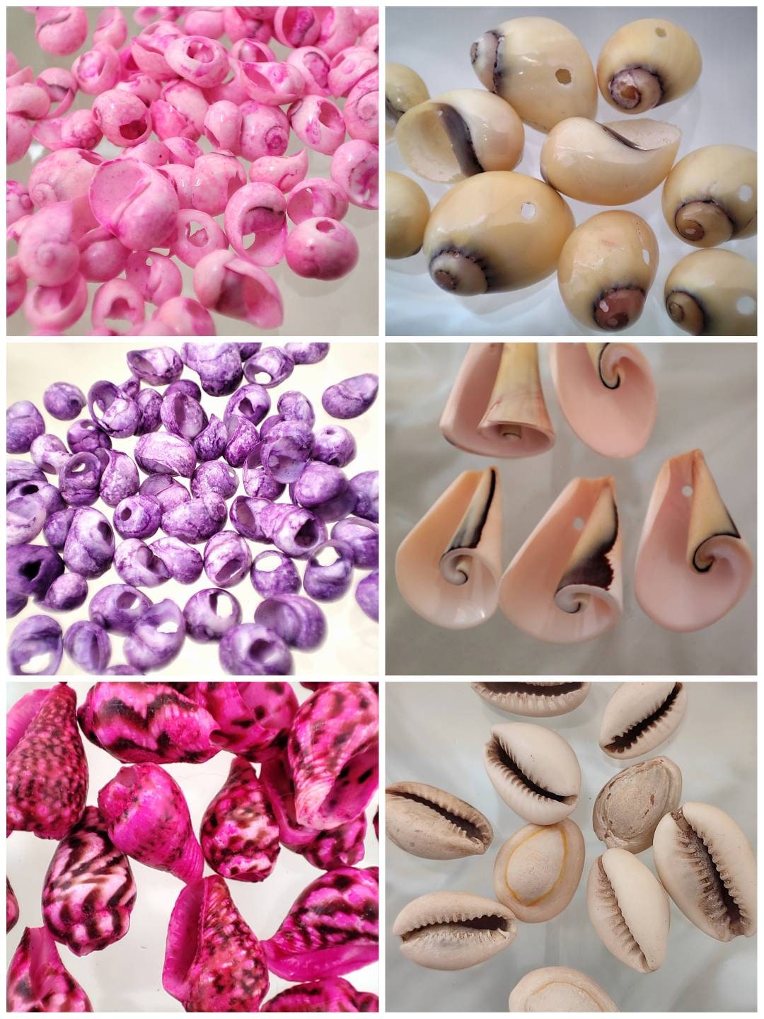 Lot of Shells, Cowries, Traps, Spiral Puka Shells, Cones, Dyed or ...