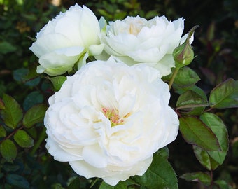 White Cabbage Rose | Etsy