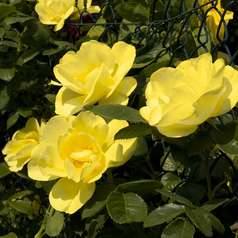Smiley Face Climbing Rose Plant Potted Fragrant Climber - Etsy.de