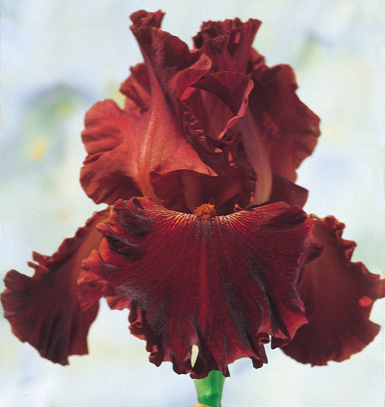 Play With Fire Iris Plant Quart Pot Ruby Red Flowers Tall - Etsy