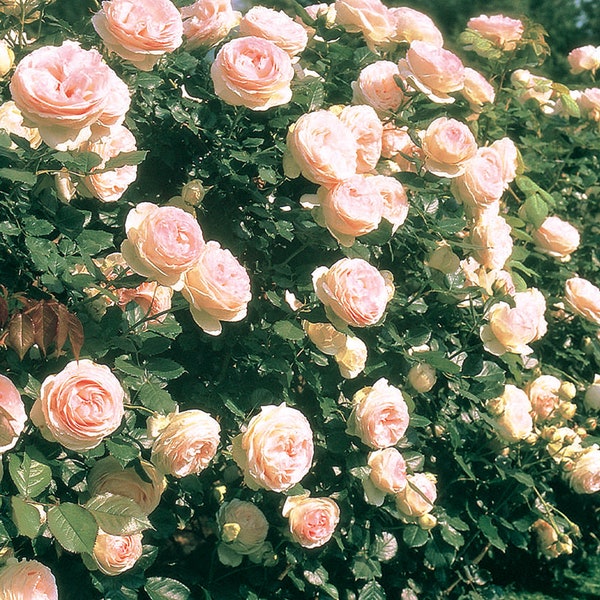 Climbing Rose - Etsy