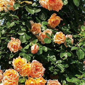 Garden Sun Climbing Rose Plant 1.5 Gallon Potted | 40+ Petals Yellow ...