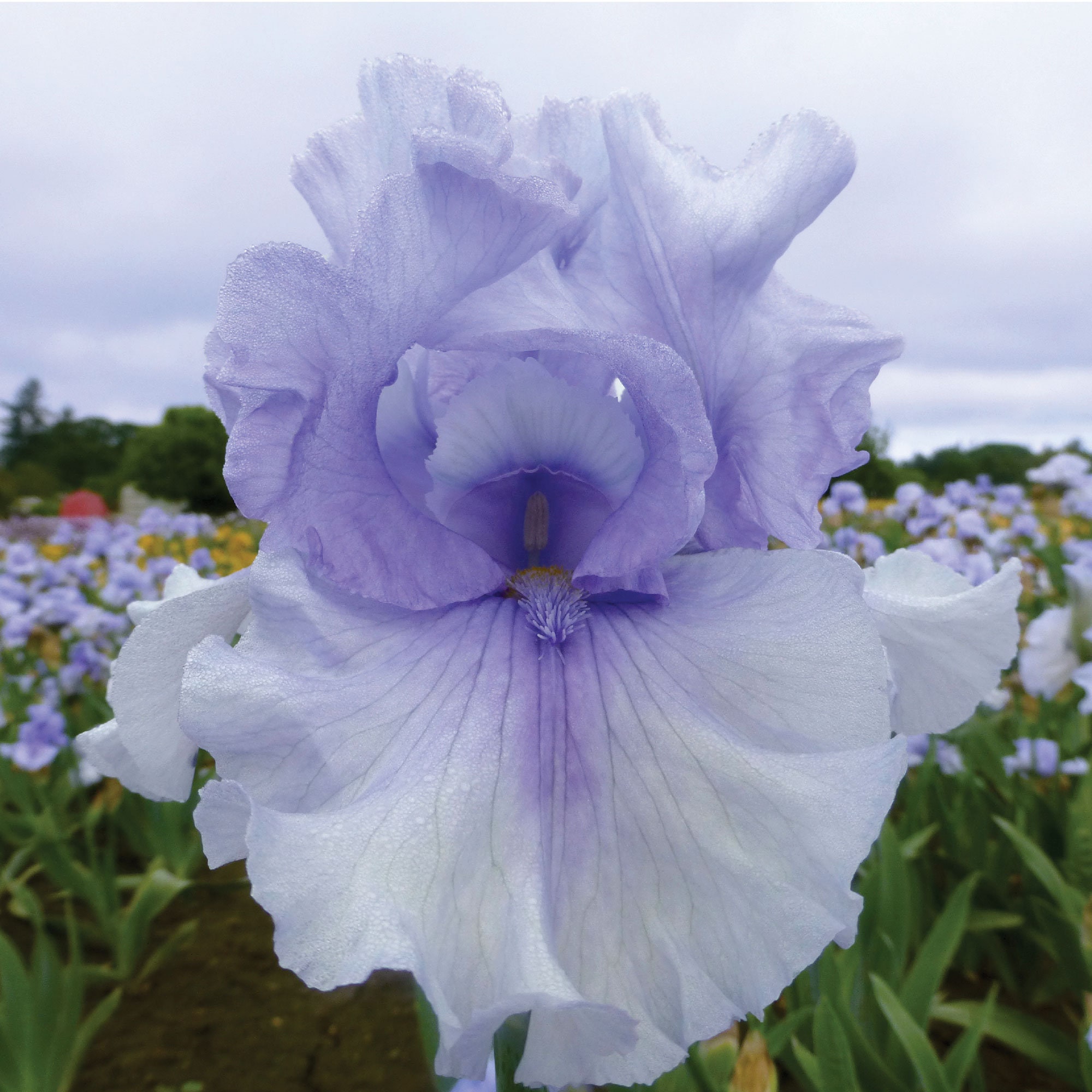 Blue Bearded Iris Flower