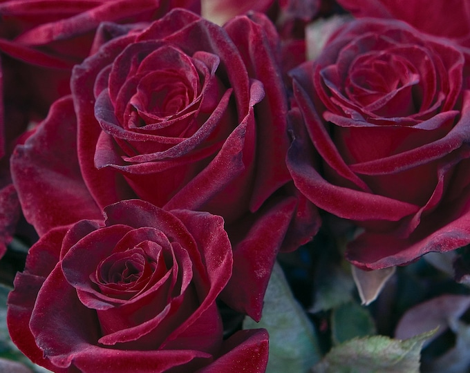 Black Baccara Rose 1.5 Gal Plant Potted - Deep Burgundy Black Flowers ...