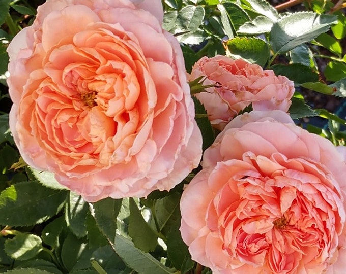 Colette Climbing Rose Plant Potted | Strong Fragrance Peach Pink ...
