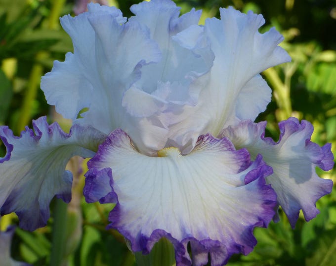 Sugar Blues Iris Plant Quart Pot | Fragrant Blue Flowers Repeat ...