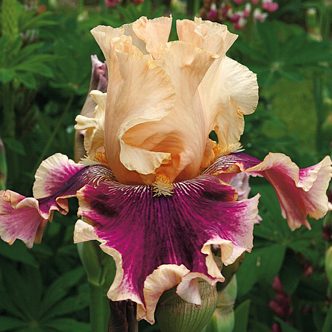 Skirting the Issue Iris Plant Quart Pot | Tall Bearded Iris Perennial ...