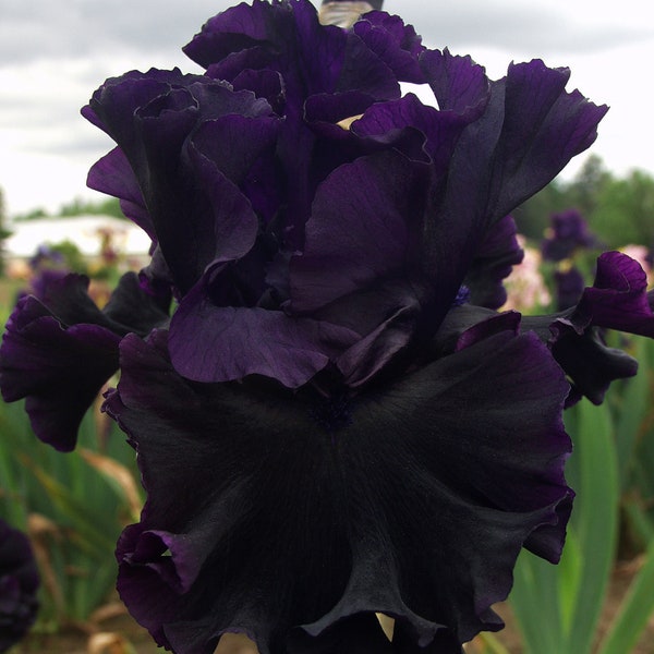 Black Iris - Etsy