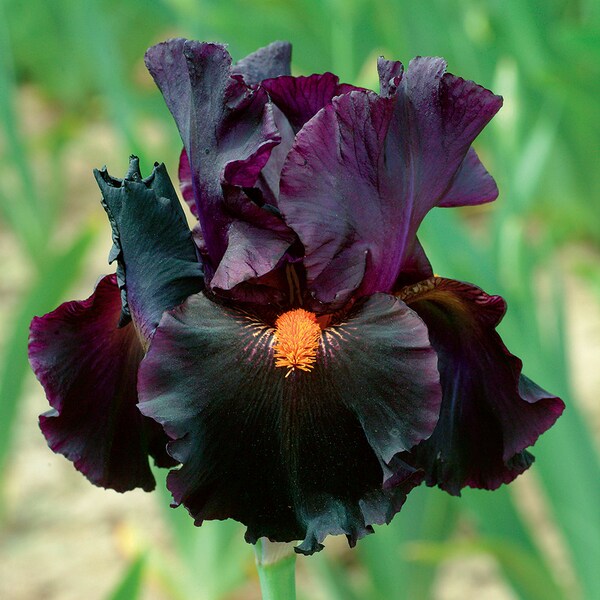 Black Iris - Etsy