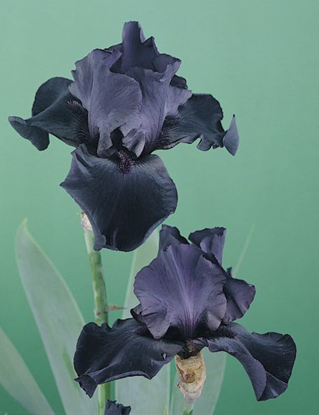 Before the Storm Iris Plant Quart Pot | Fragrant Black Flowers Tall ...