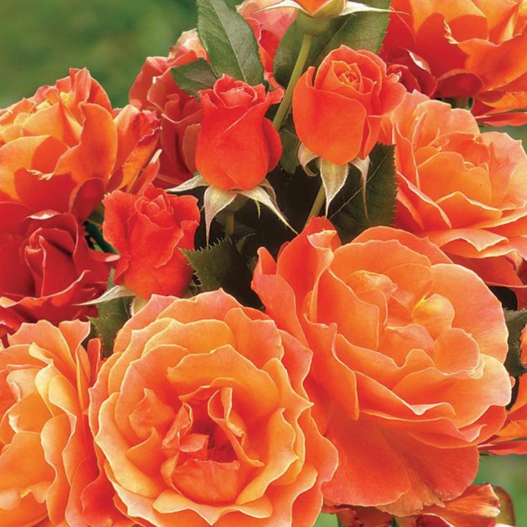 Gingersnap Rose 1.5 Gal Plant Potted - Bright Orange Flowers Easy to ...