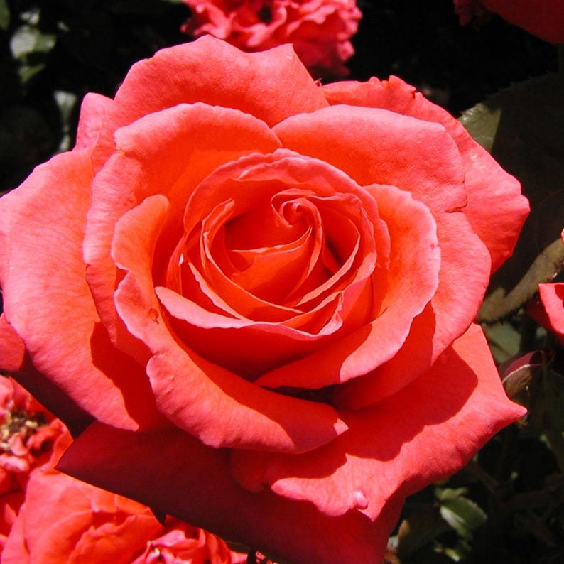 Fragrant Cloud Rose 1.5 Gal Plant, Very Fragrant Coral Red Flowers ...