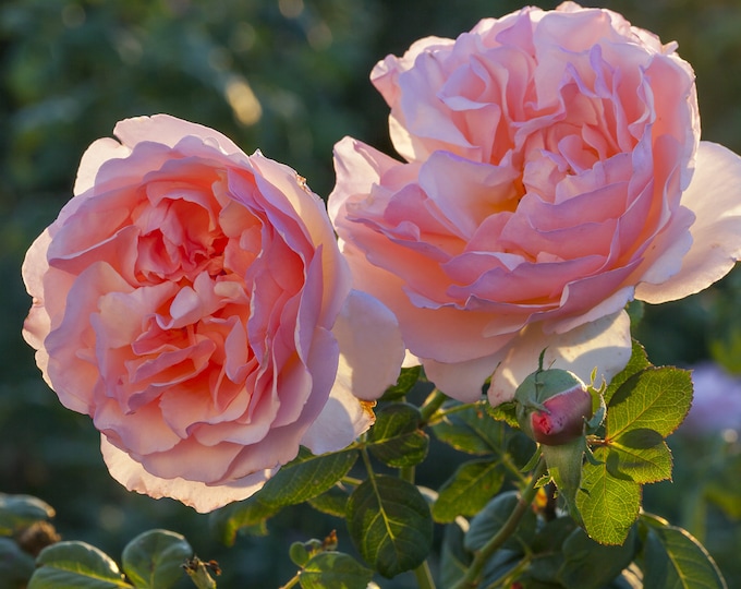 Princess Charlene De Monaco Rose Plant Potted Very Fragrant - Etsy