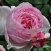 Kiss Me Kate Climbing Rose Plant 1.5 Gallon Potted | Very Fragrant ...