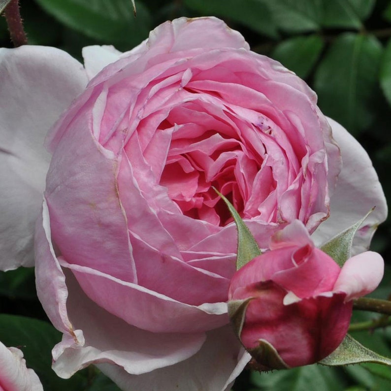 Kiss Me Kate Climbing Rose Plant 1.5 Gallon Potted | Very Fragrant ...