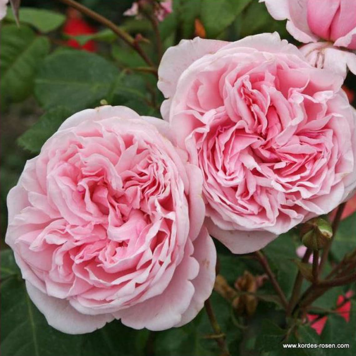Kiss Me Kate Climbing Rose Plant 1.5 Gallon Potted | Very Fragrant ...