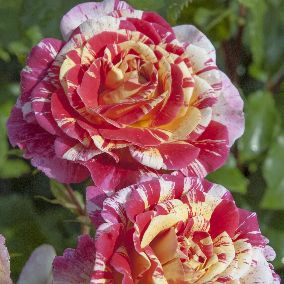 All American Magic Rose Plant Potted Fragrant Yellow Red - Etsy