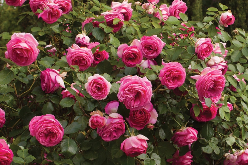 Pretty in Pink Eden Climbing Rose Plant Potted Fragrant Pink - Etsy