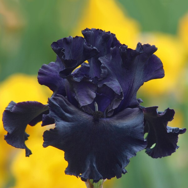 Reblooming Bearded Iris - Etsy