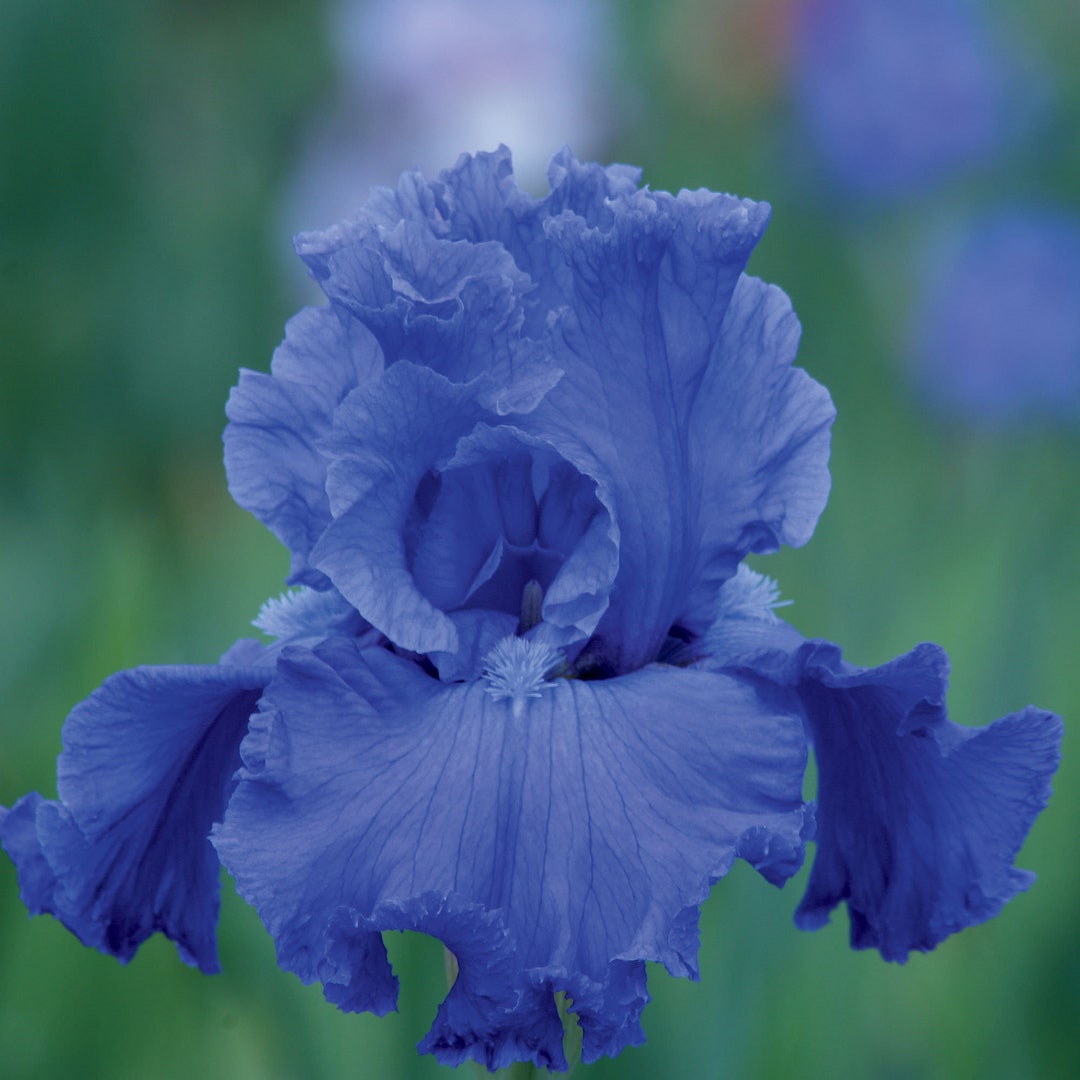 Home of the Blues Iris Plant Quart Pot | Fragrant Blue Flowers Tall ...