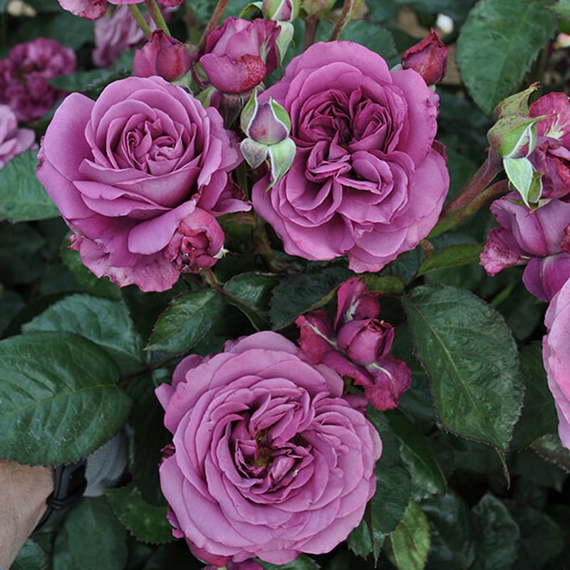 Purple Rose Bush - Etsy