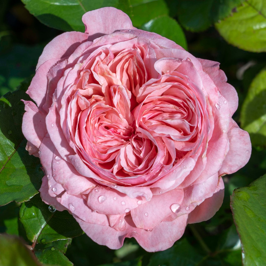Romantica Ball Gown Rose 1.5 Gal Plant Potted - Very Fragrant Clear ...
