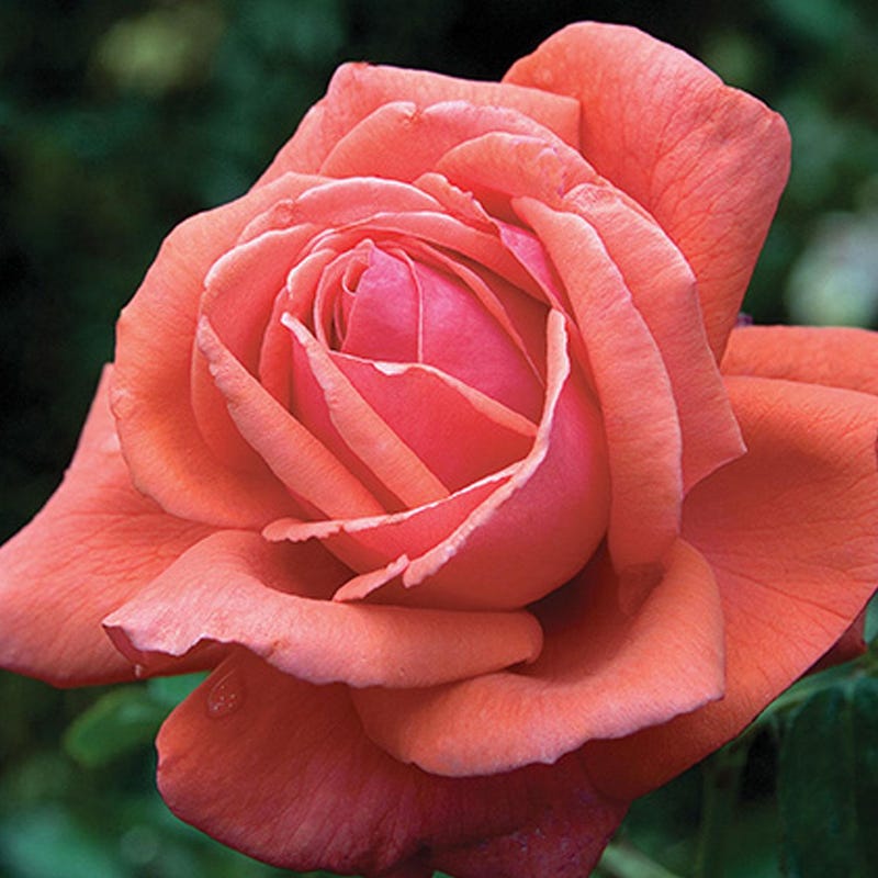 Coral and Rose - Etsy