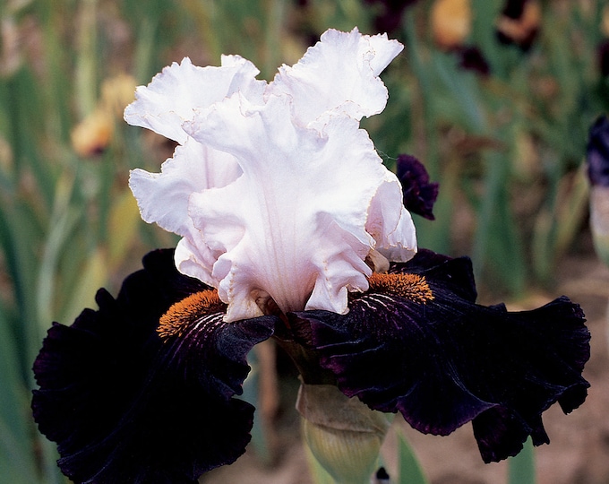 Starring Iris Plant Quart Pot | Black and White Flowers Vigorous Tall ...