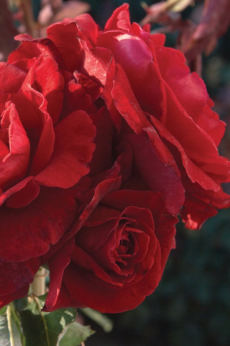 Don Juan Climbing Rose Plant Potted Red Fragrant Flowers | Etsy