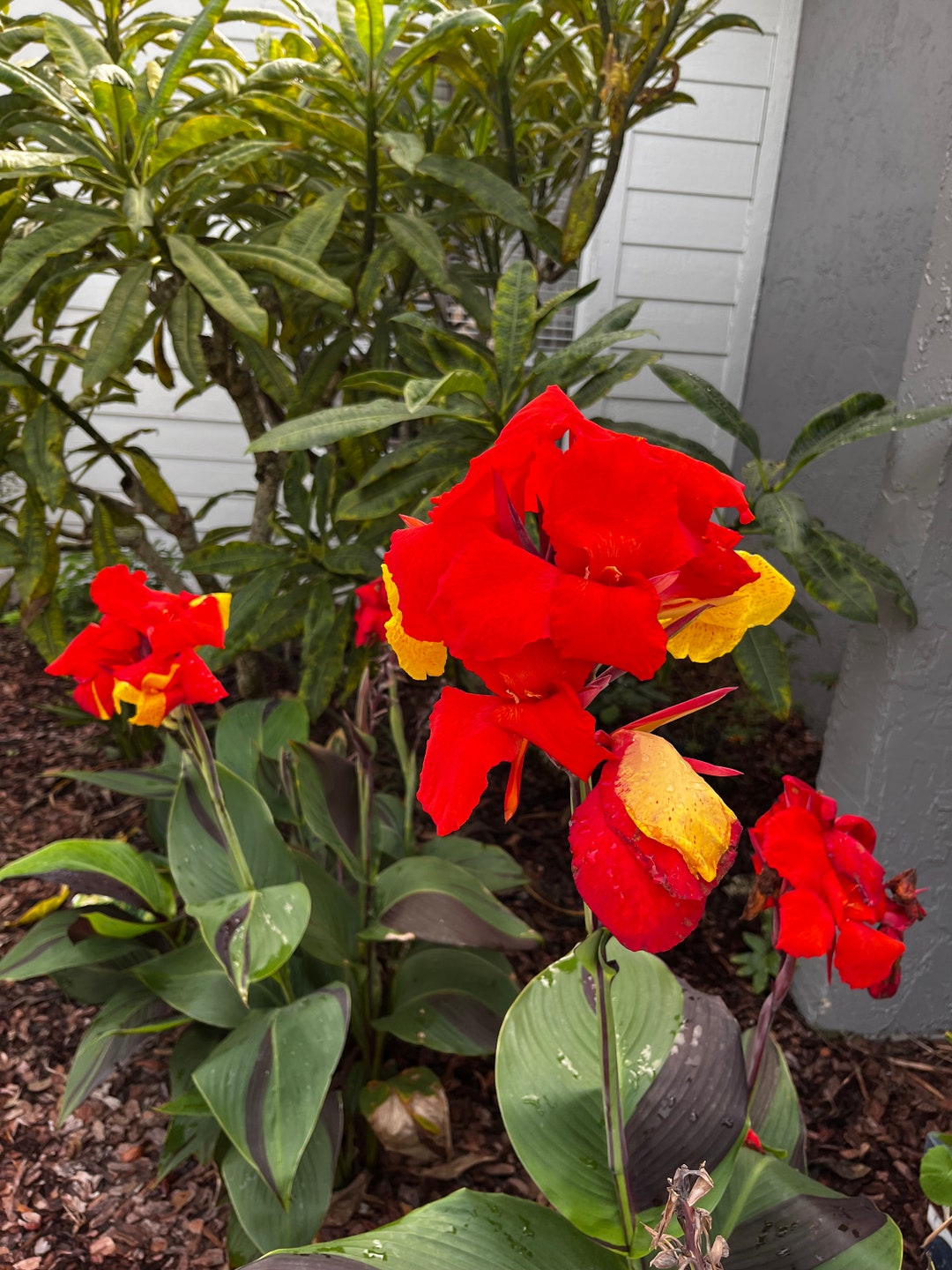 Cleopatra Canna Lily : LIVE PLANT - Etsy