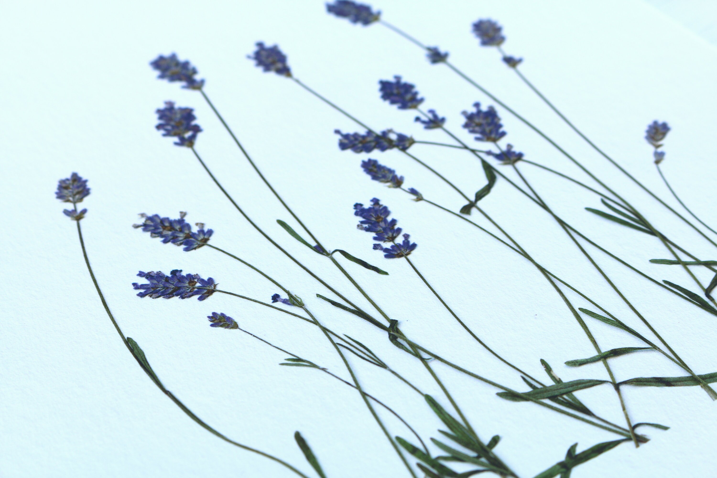 A4 Giclee Print Real Pressed Lavender Flowers Gift Everlasting - Etsy UK