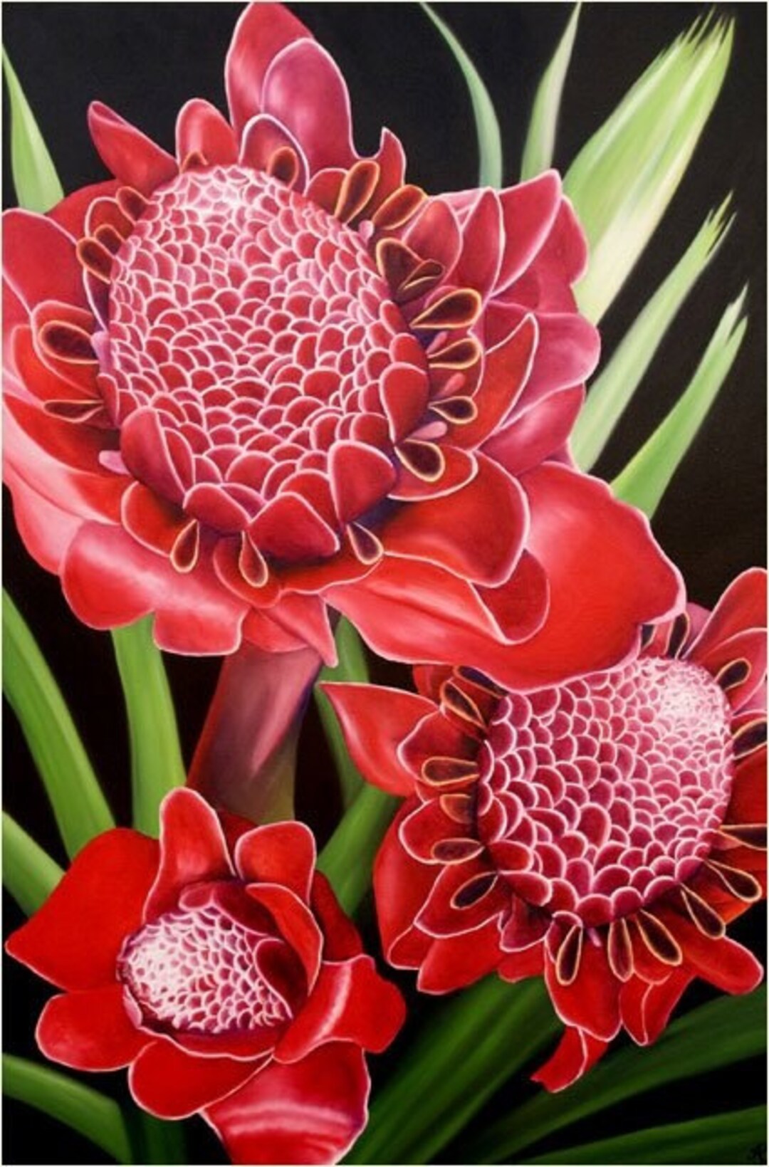 Torch Ginger Limited Edition Giclee - Etsy