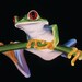Froggy Series Giclees - Etsy