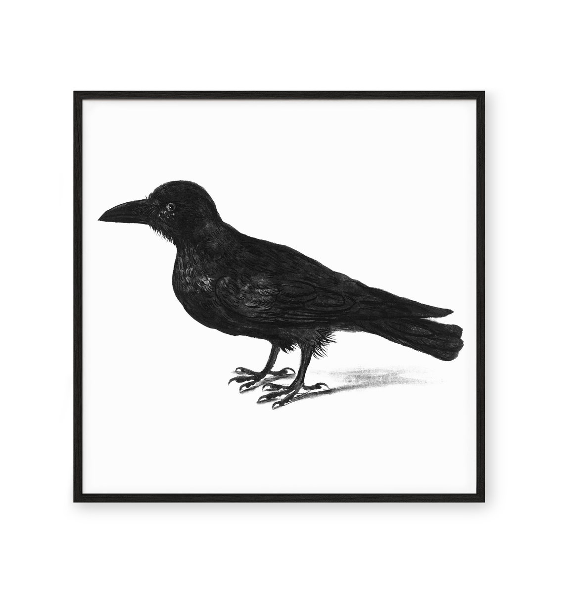 Raven Vintage Illustration Art Print | Halloween Art | Ornithology Home ...