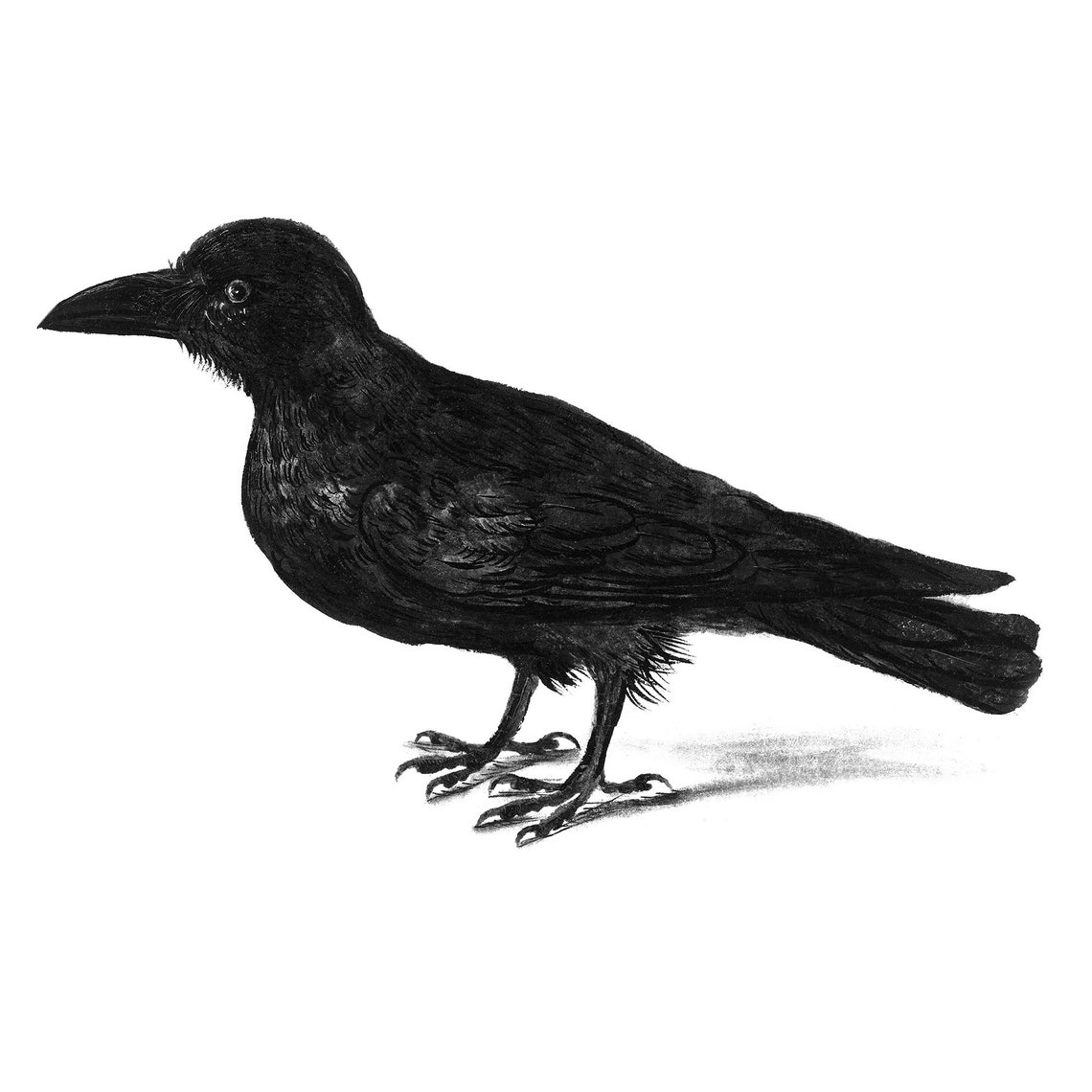 Raven Vintage Illustration Art Print | Halloween Art | Ornithology Home ...