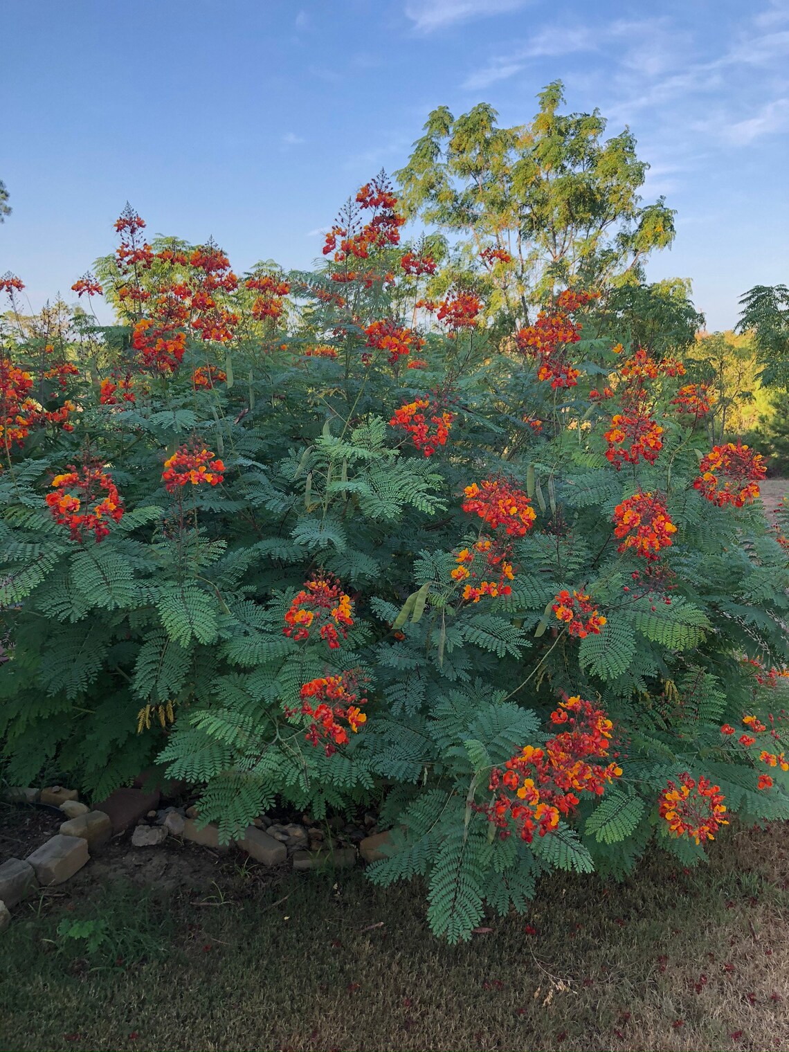 Peacock Flower - Mexican Bird of Paradise 10 SEEDS - Etsy