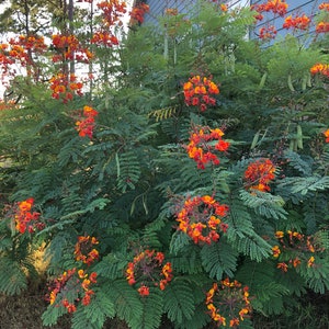 Peacock Flower - Mexican Bird of Paradise 10 SEEDS - Etsy