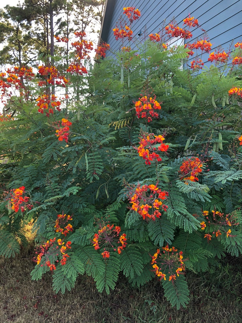 Peacock Flower - Mexican Bird of Paradise 10 SEEDS - Etsy