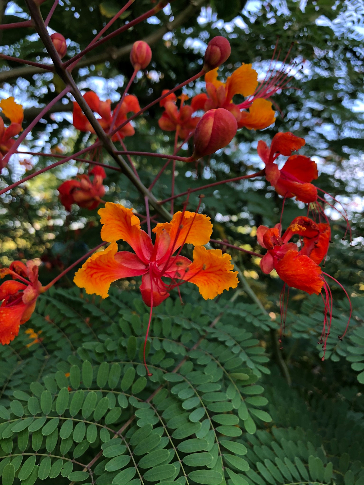Peacock Flower - Mexican Bird of Paradise 10 SEEDS - Etsy