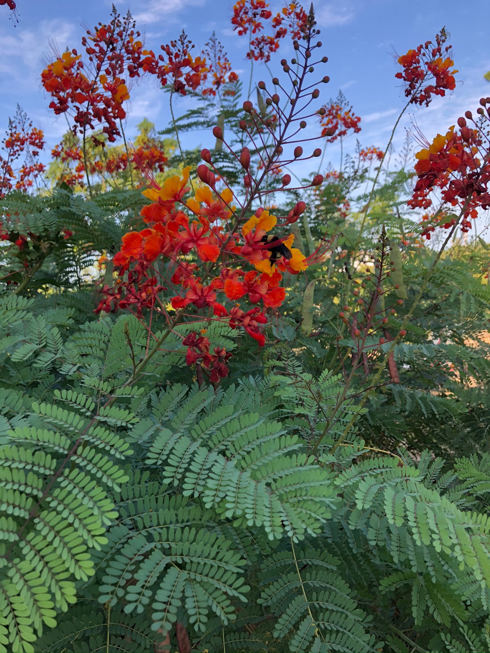 Peacock Flower - Mexican Bird of Paradise 10 SEEDS - Etsy