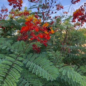 Peacock Flower - Mexican Bird of Paradise 10 SEEDS - Etsy
