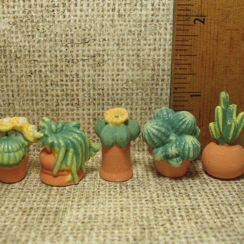 Miniature Cactus - Etsy