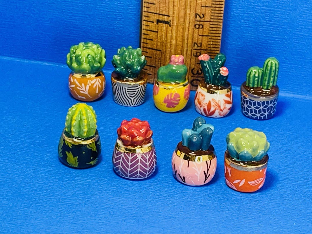 Adorable CACTUS Cacti Southwest Desert House Plants Aloe Tiny Plant ...