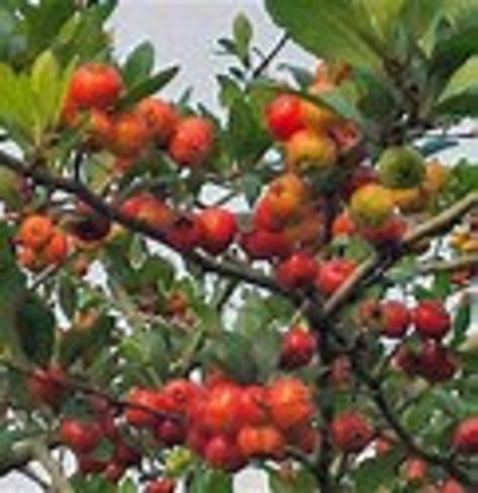 Mayhaw Native Crataegus aestivalis Hard to Find Permaculture | Etsy