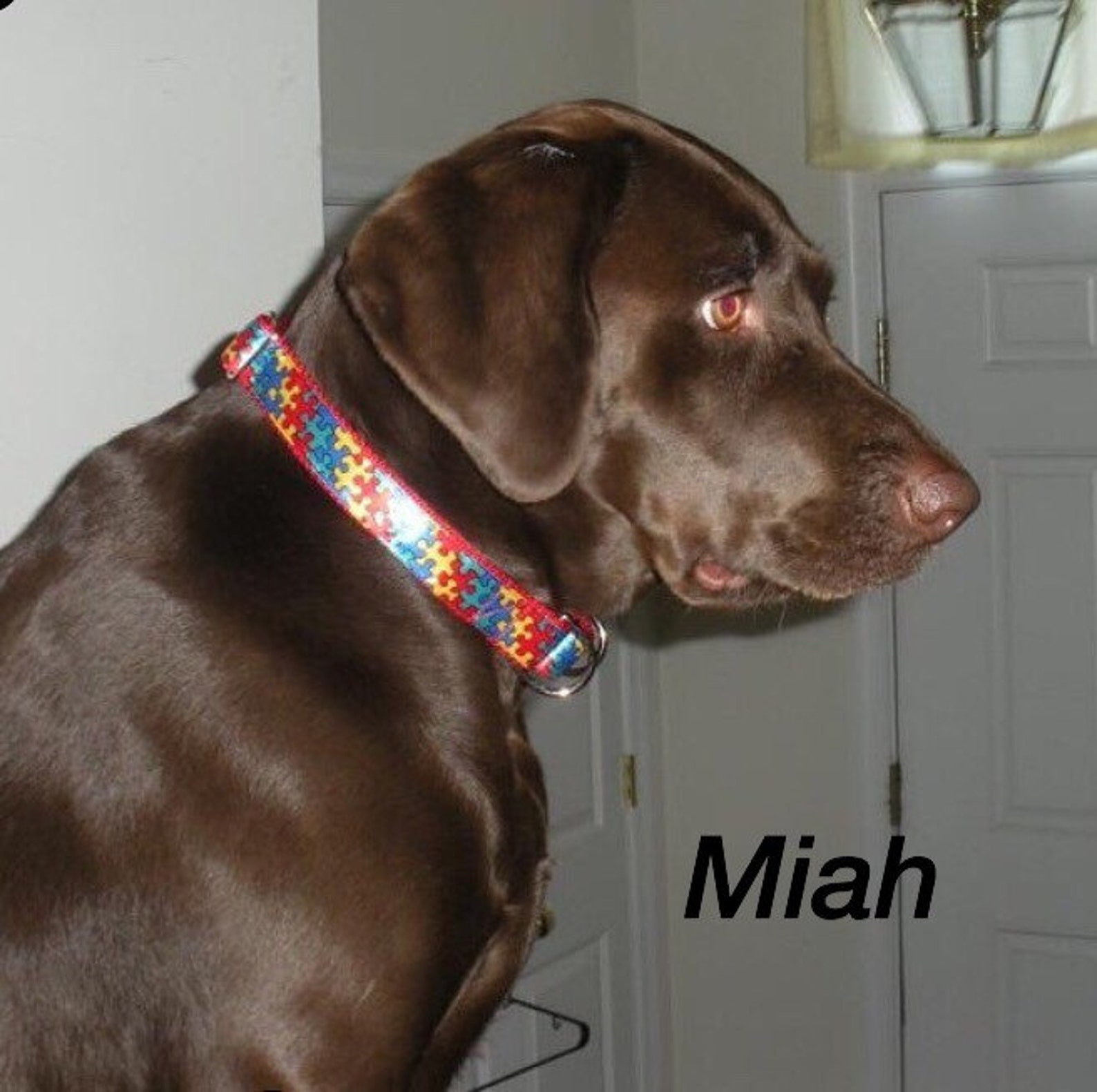 1 Autism Awareness Collar | Etsy