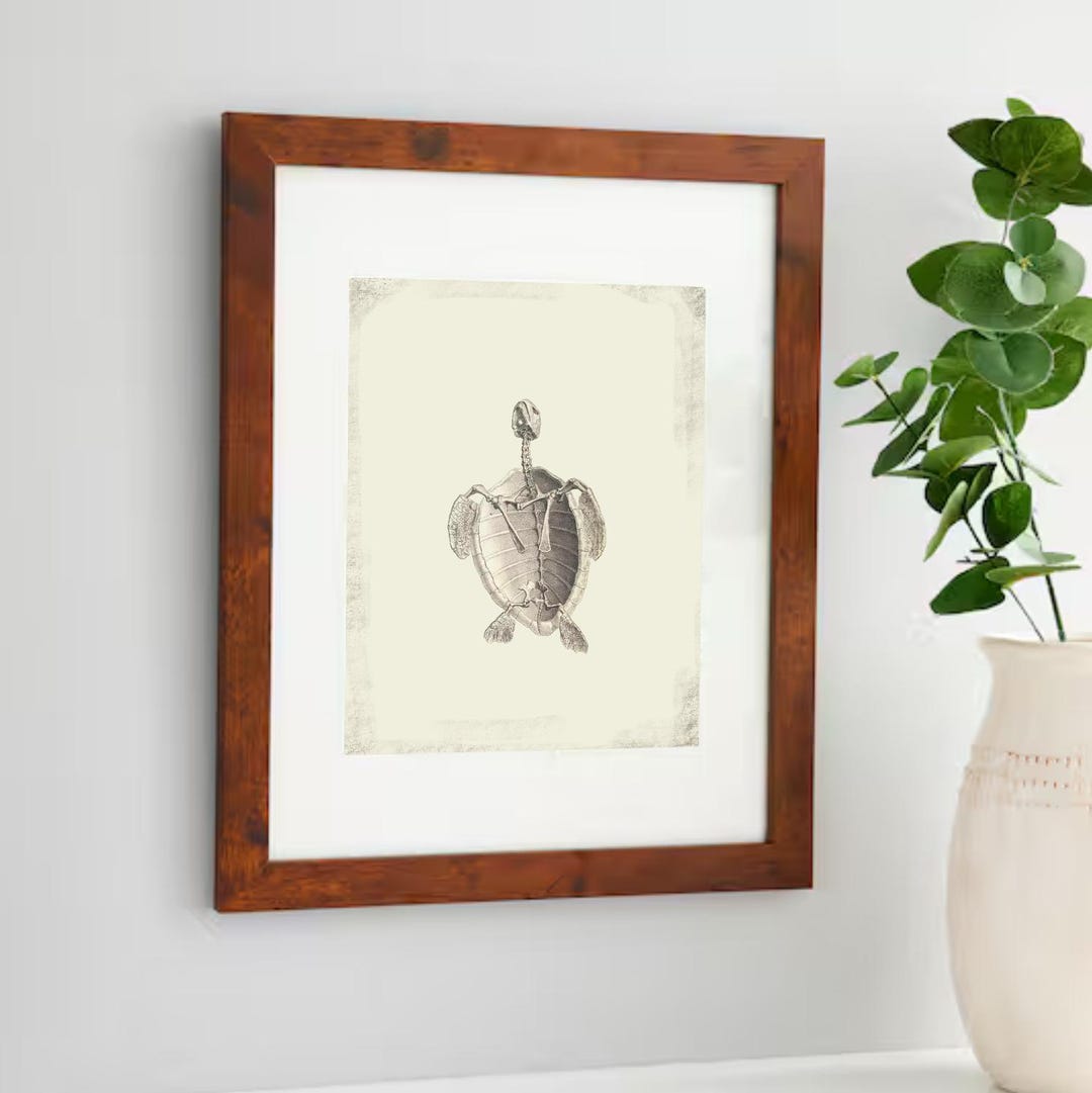 Vintage Sea Turtle Skeleton Sketch | Antique Ocean Animal Illustration ...