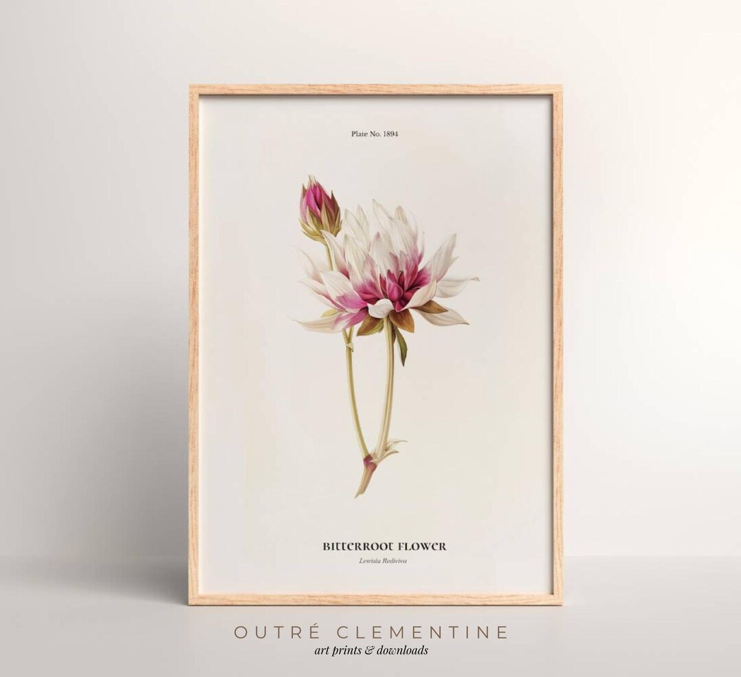 Montana Bitterroot, Antique Wildflower Art, Spring Art Print, State ...