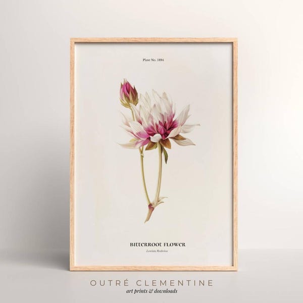 Bitterroot Flower - Etsy