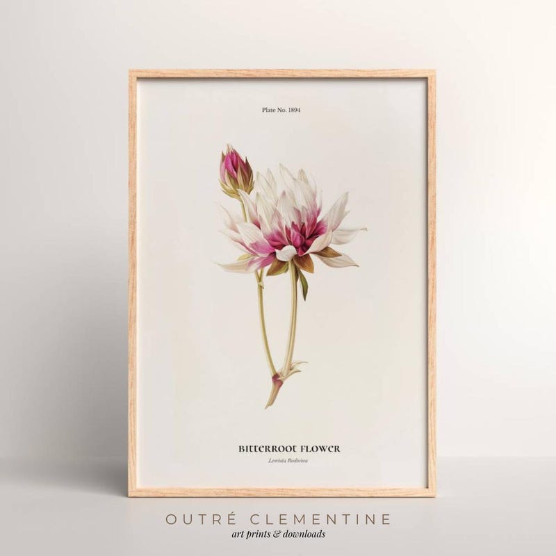 Bitterroot Flower - Etsy