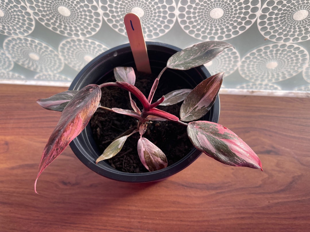 Pink Princess 1 - Etsy